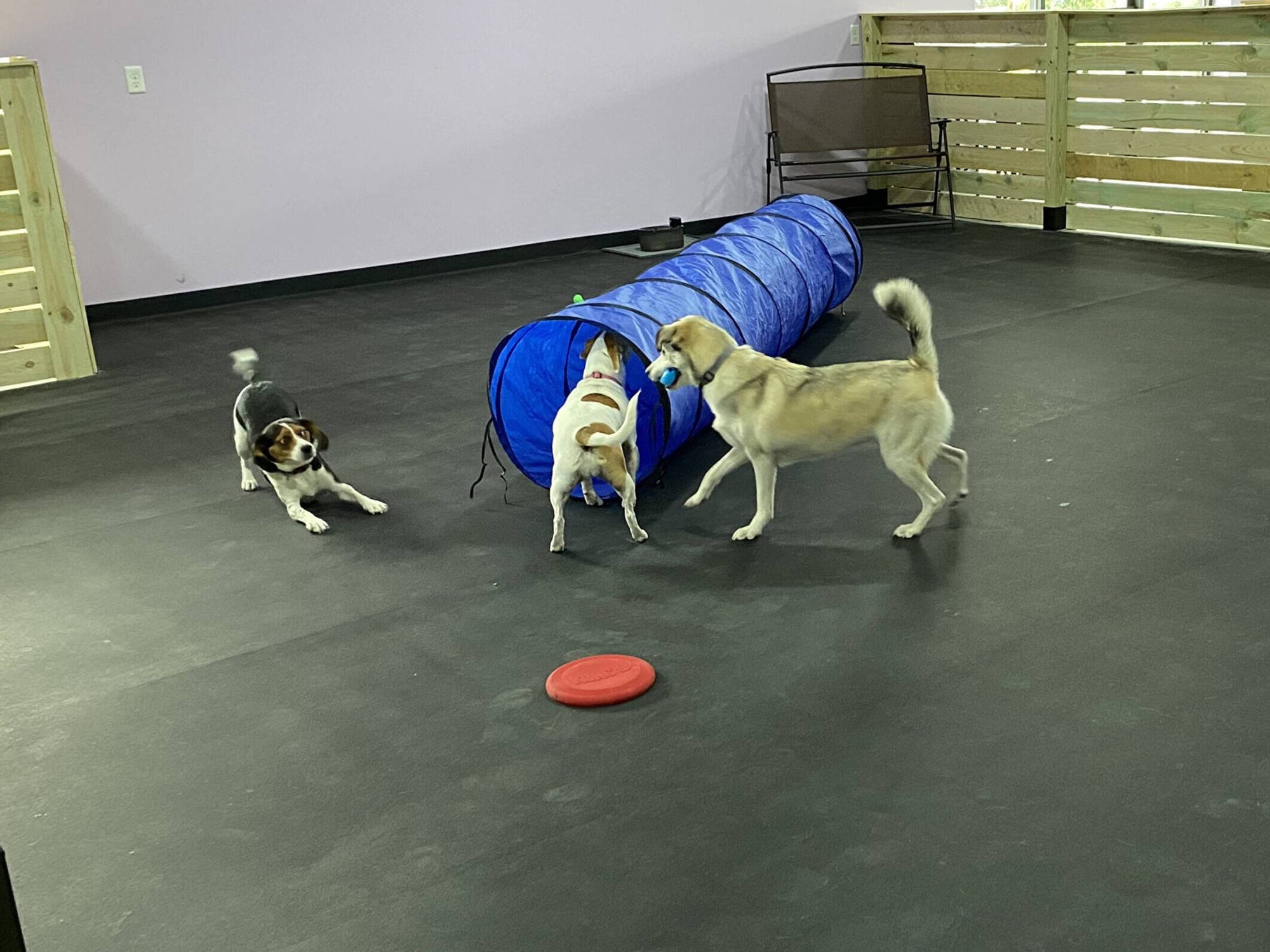 Home | MY LIL' PAWDISE